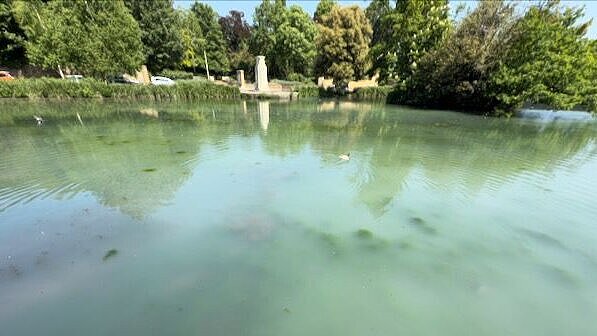 Plan to rescue ponds after hot summer leads to algae blooms - Sutton ...